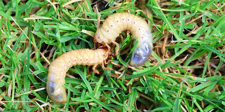 Why Grub Control in Bellmore, NY, Is Essential for Your Lawn