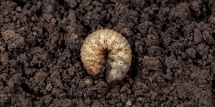 Why Grub Control in Bellmore, NY, Is Essential for Your Lawn